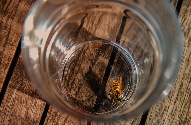 How to Safely Remove Wasps from Your Property - Tips and Other ...