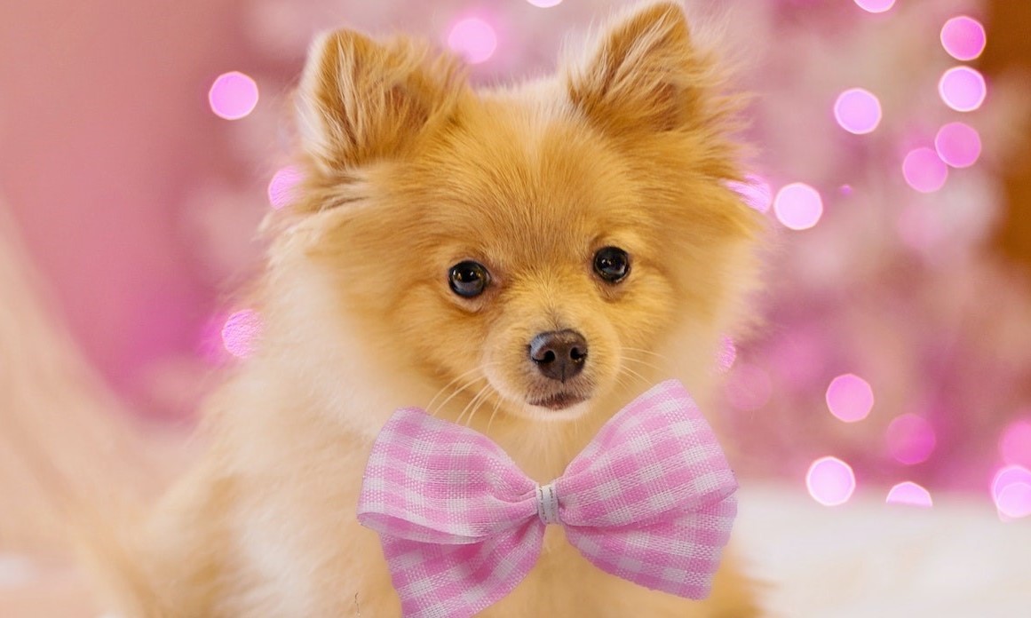 Little Lions Meet Little Puffballs: The Pom-Shi Mix - Crime City Central